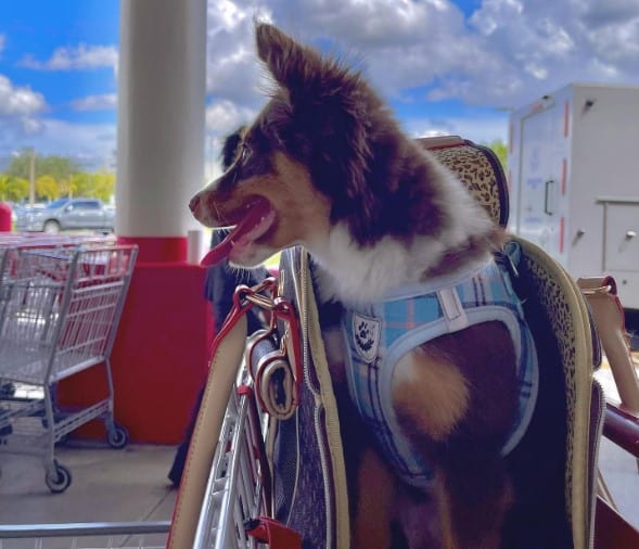 Does Costco Allow Dogs Costco Pet Policy 2024 Does Costco Allow Dogs Costco Pet Policy 2024