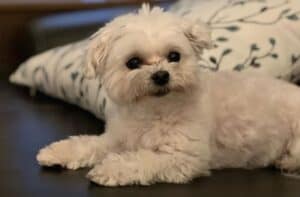 Crusty White Dog All Facts Available Puppies