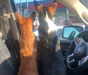 Does Menards Allow Dogs? Menards Pet Policy 2025