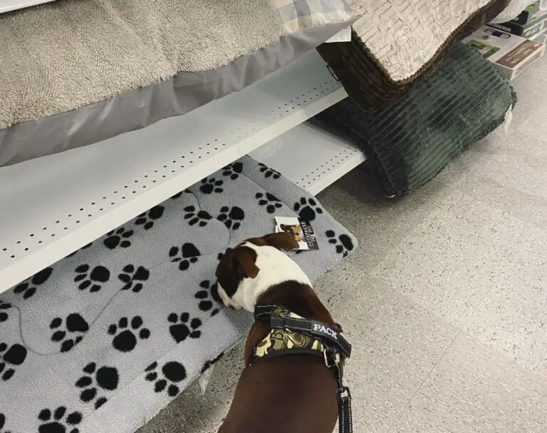 47 Pet Friendly Malls US (2023)