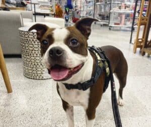 47 Pet Friendly Malls US (2024)