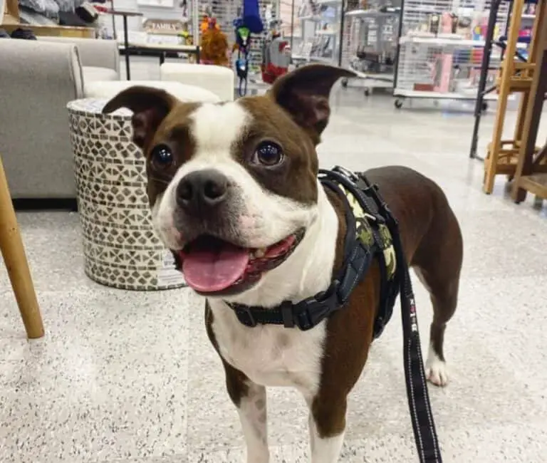 47 Pet Friendly Malls US (2024)