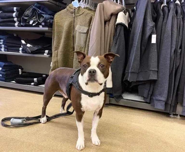 47 Pet Friendly Malls US (2024)