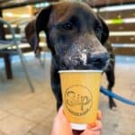 47 Pet Friendly Malls US (2024)