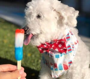 47 Pet Friendly Malls US (2024)