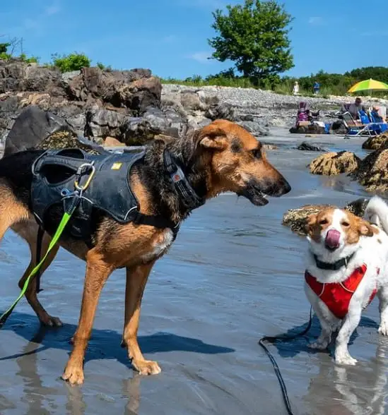 14 Dog-Friendly Beaches In Maine 2023