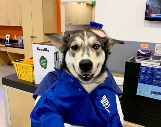 Does Best Buy Allow Dogs? Best Buy Pet Policy 2025