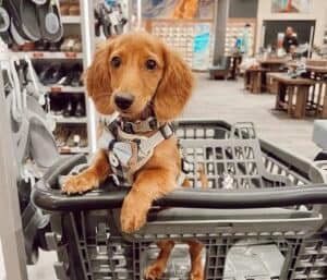 Does Scheels Allow Dogs? Scheels Pet Policy 2023