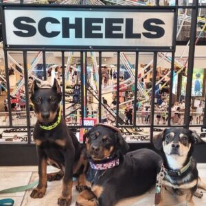 Does Scheels Allow Dogs? Scheels Pet Policy 2024