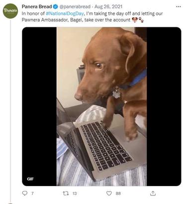 Does Panera Allow Dogs