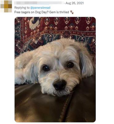 Does Panera Allow Dogs